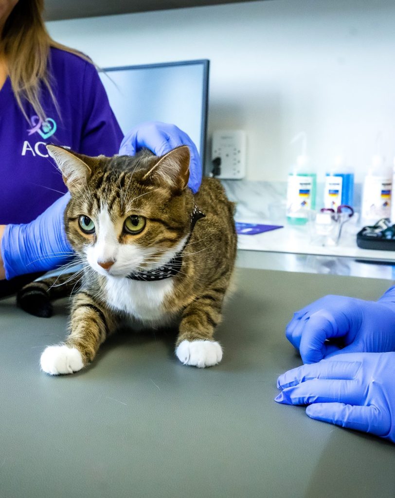Services Available – Animal Cancer Center of Texas