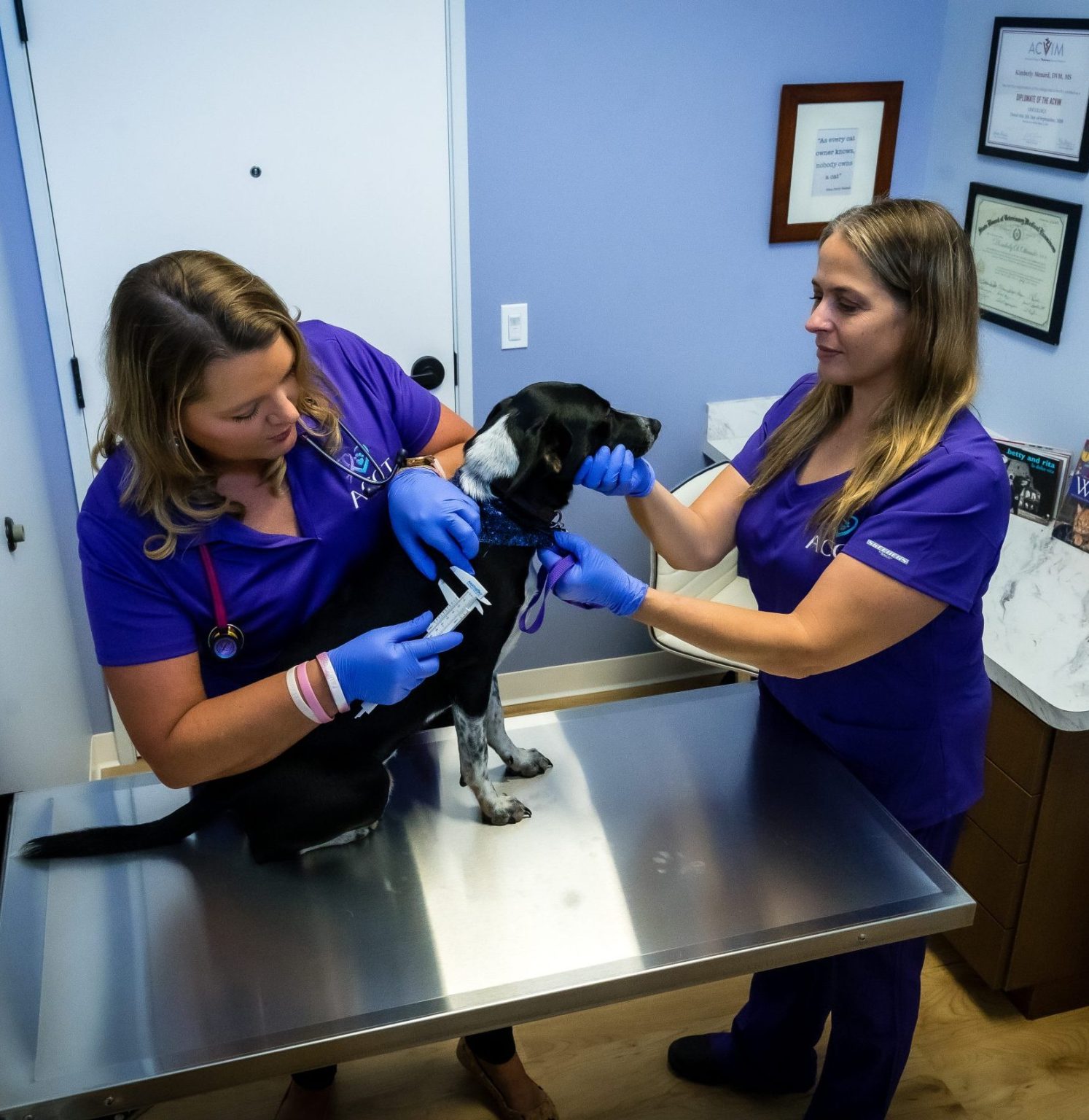 New Client Information – Animal Cancer Center of Texas